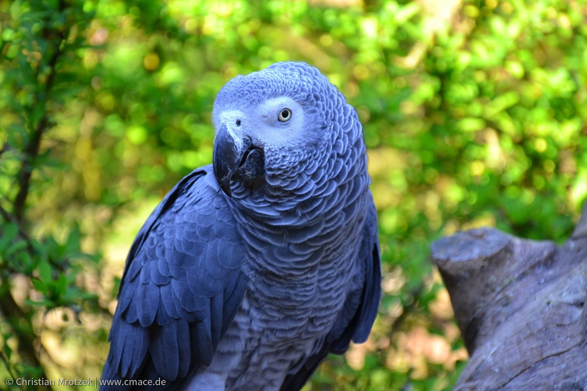 Bilder und Impressionen aus dem Vogelpark Marlow - cmace Blog ...